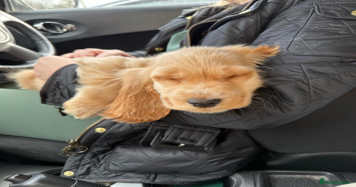 Show cocker spaniel boy🐾 for sale in Sidcup | Pets4Homes