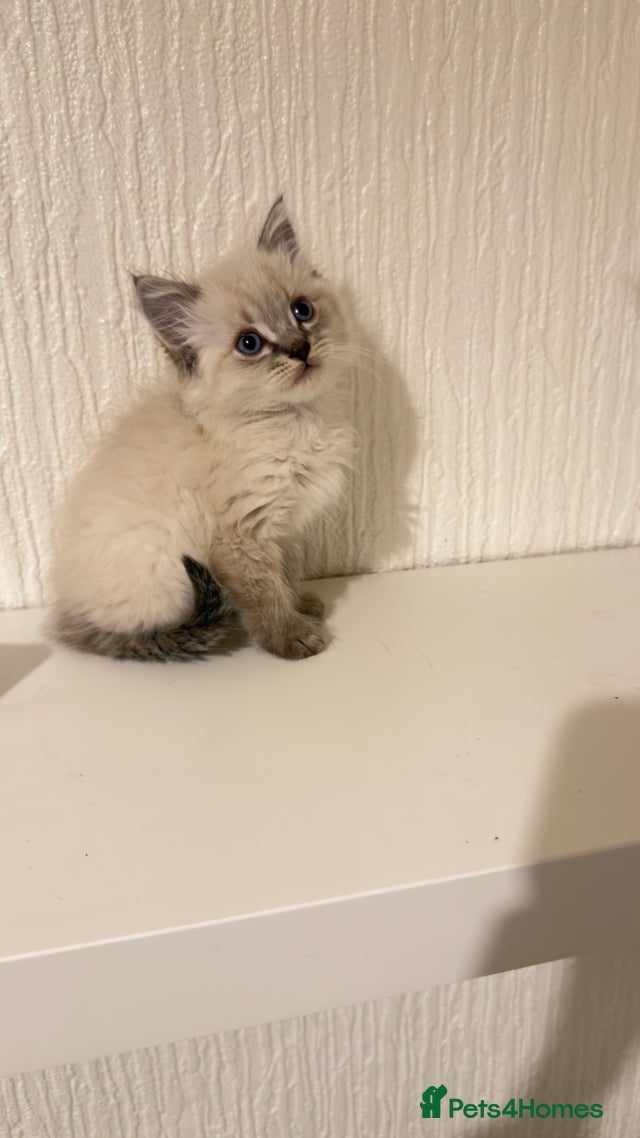 Beautiful ragdoll kitten for sale in Manchester | Pets4Homes
