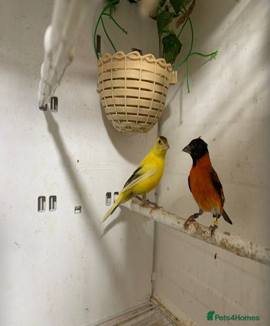 Canaries birds for sale | Pets4Homes