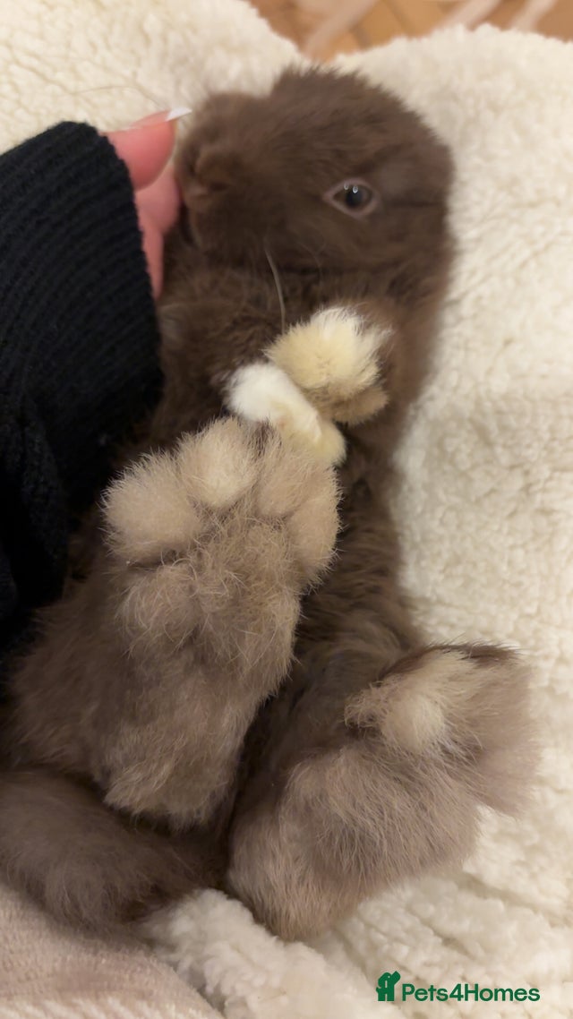 Mini lop brown colour for sale in Grays | Pets4Homes