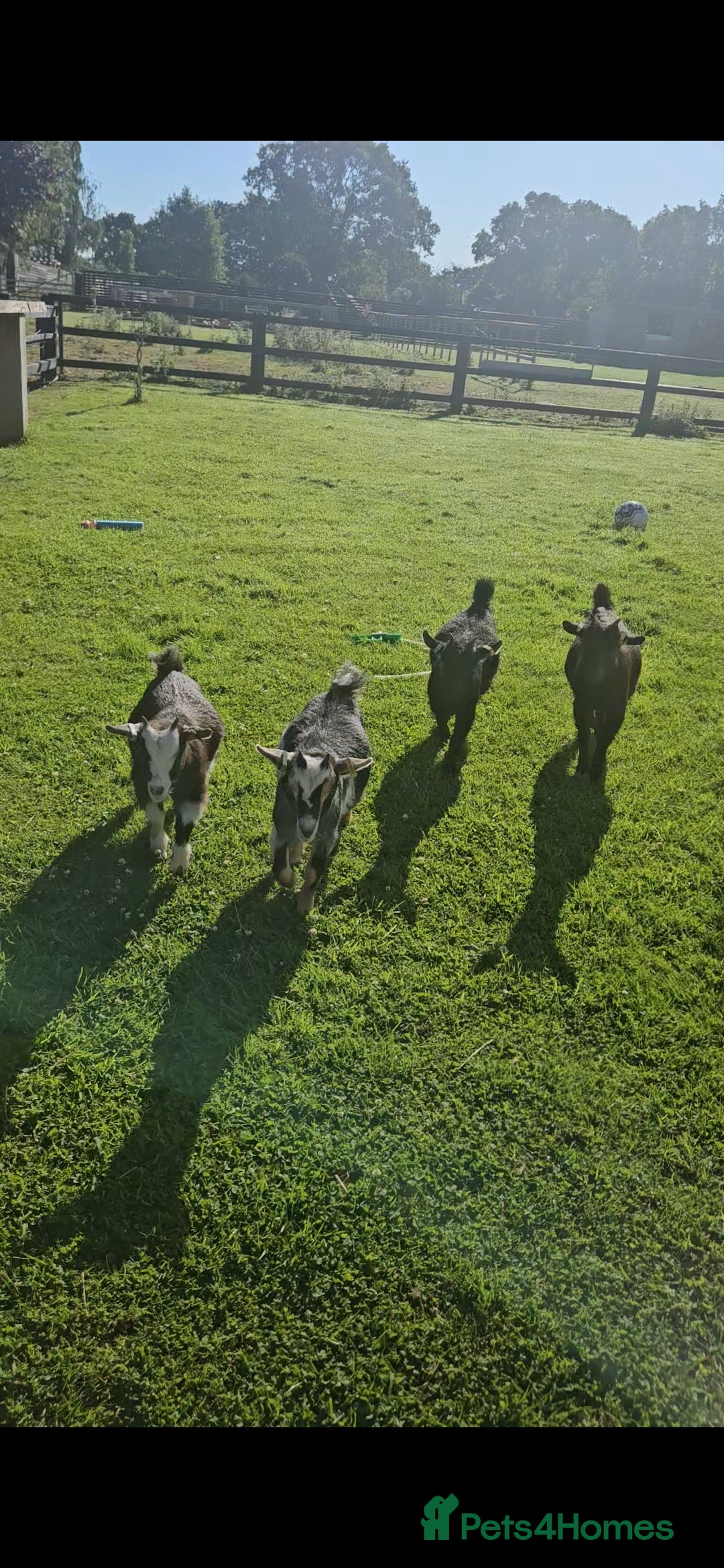 6 Goats for Sale for sale in Neston | Pets4Homes