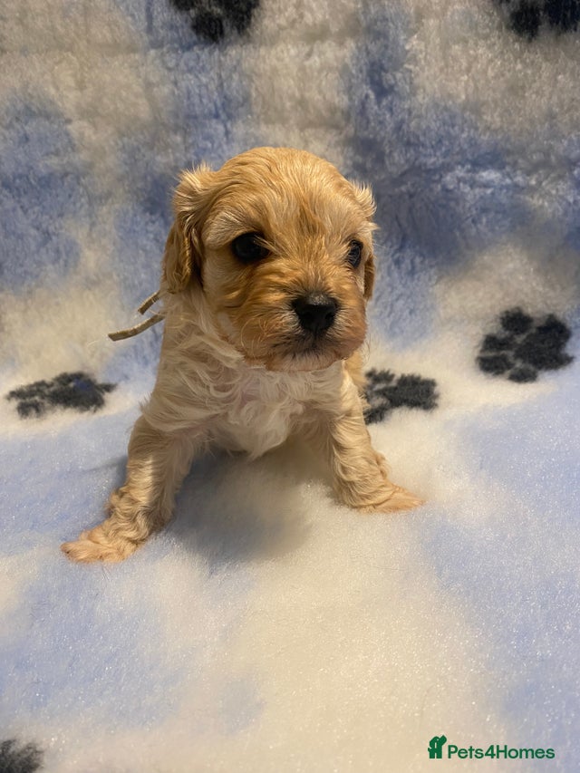 5 apricot cavapoo puppies for sale in Havant | Pets4Homes