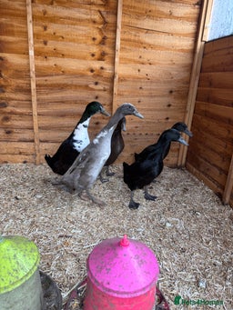 Ducklings Ducks poultry for sale | Pets4Homes