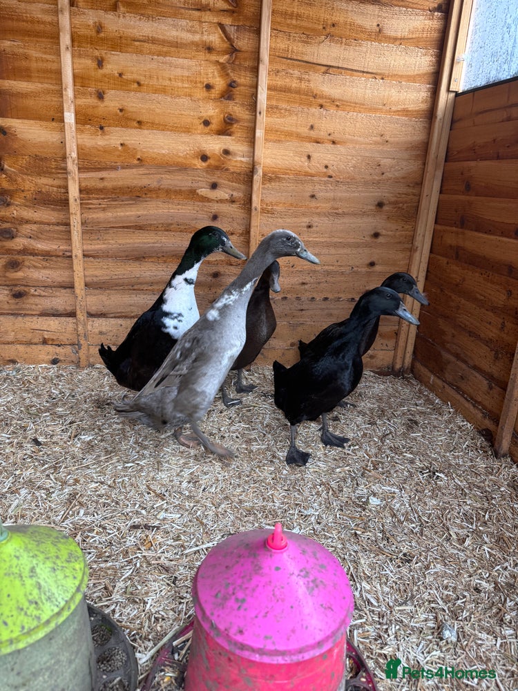 Ducklings Ducks poultry for sale | Pets4Homes