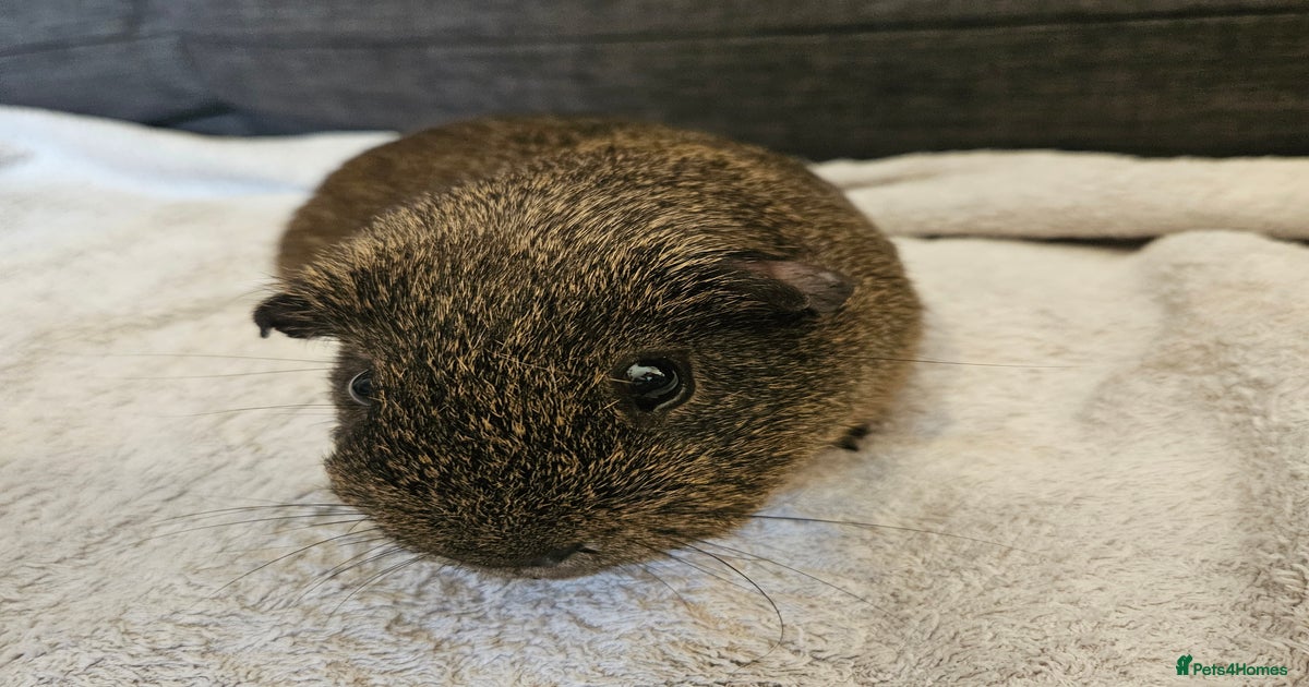 2 Year Old Male guinea pig for sale in Bishop Auckland | Pets4Homes