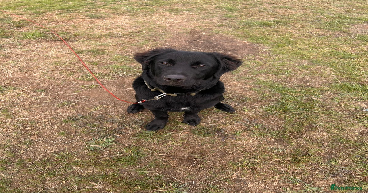 Border collie for sale for sale in Doncaster | Pets4Homes