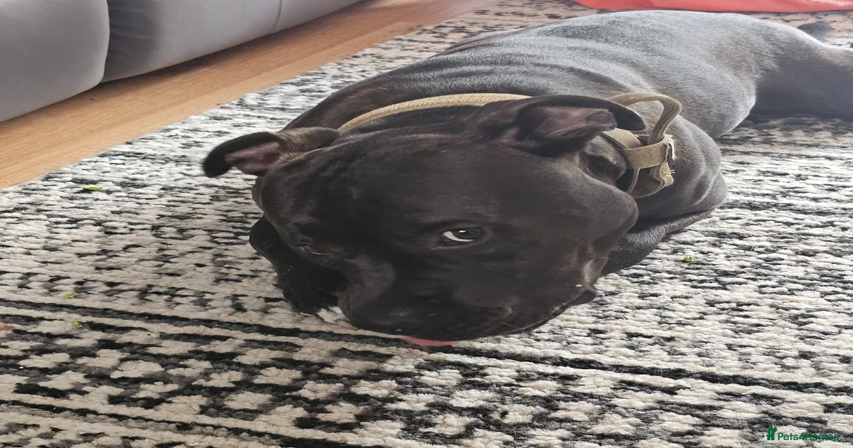Amstaff Mixed Breed Puppies for sale | Pets4Homes