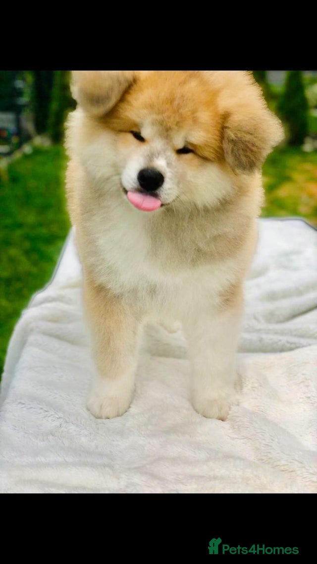 5- Generation KC Pedigree Japanese Akita - inu for stud in Doncaster ...