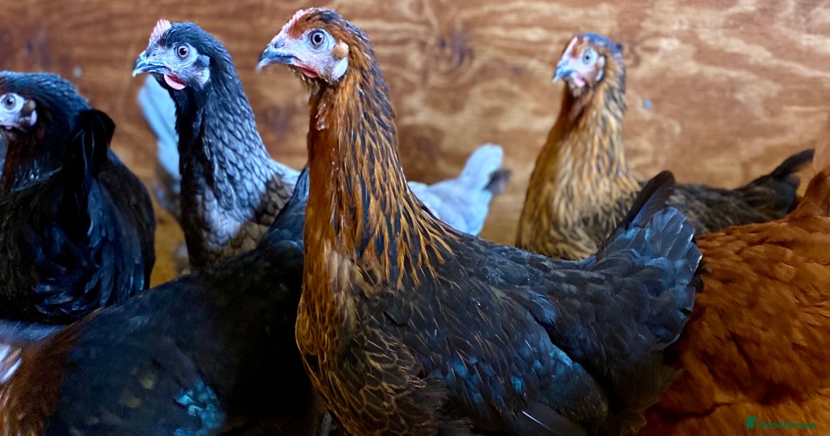 POL Hybrid Chickens for sale in Nantwich | Pets4Homes