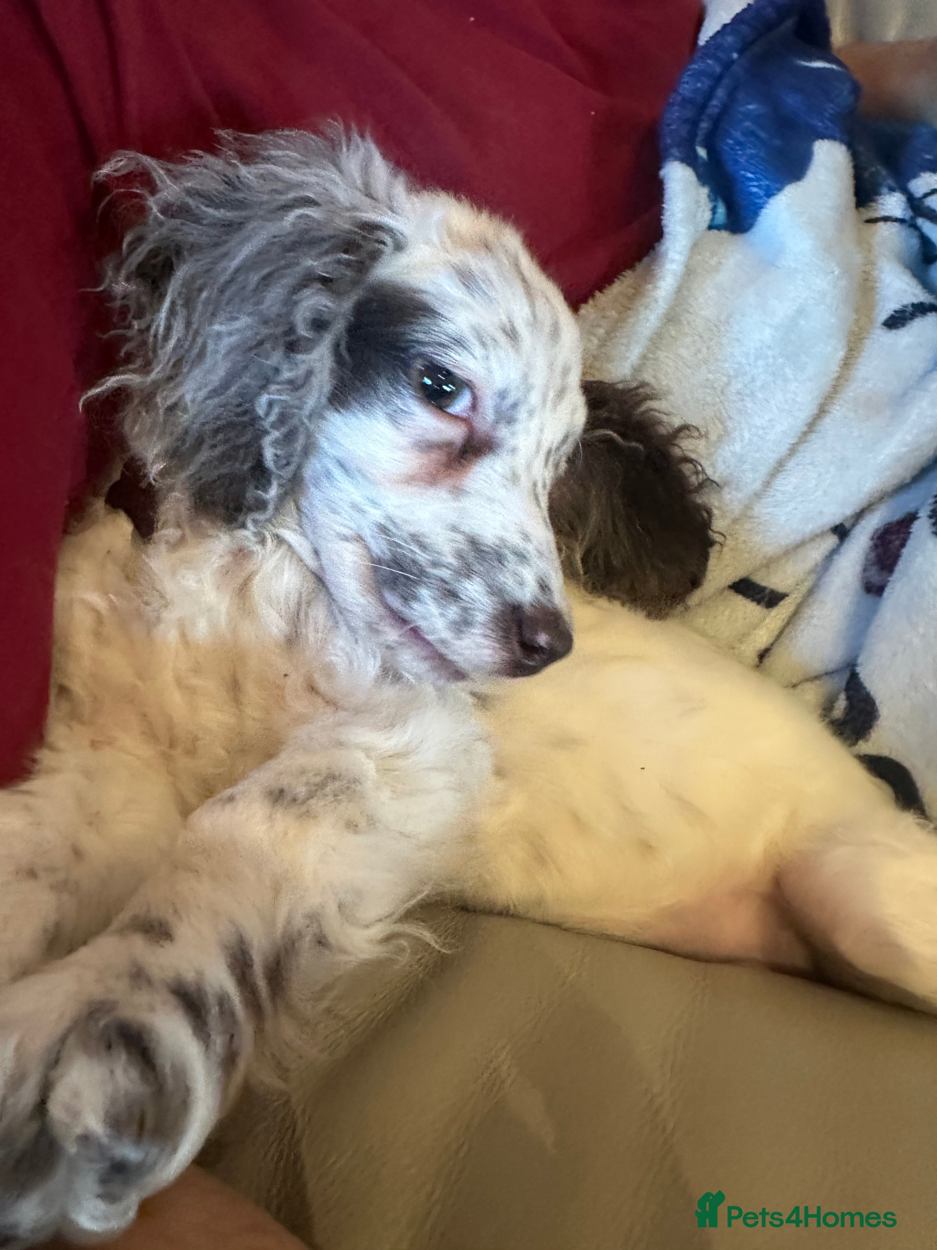 White spotted cockapoo for adoption for sale in Witney | Pets4Homes