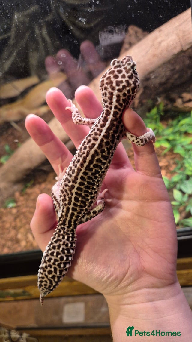 Breeding pair of super/ mack snow leopard geckos for sale in ...