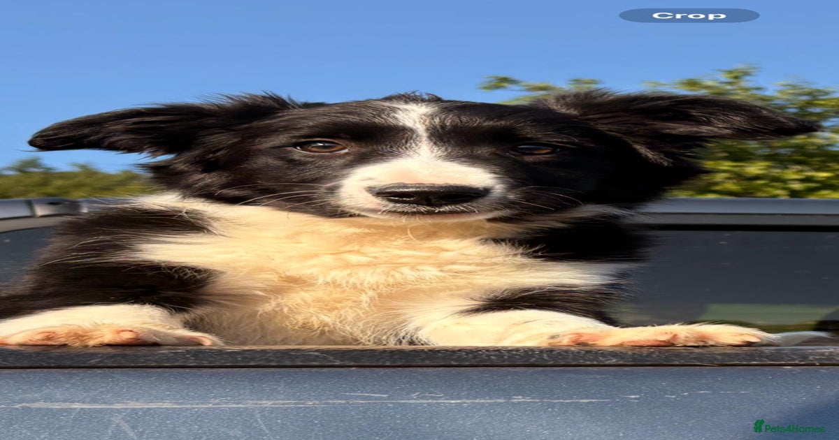 Border Collie Puppies for sale in Colwyn Bay | Pets4Homes