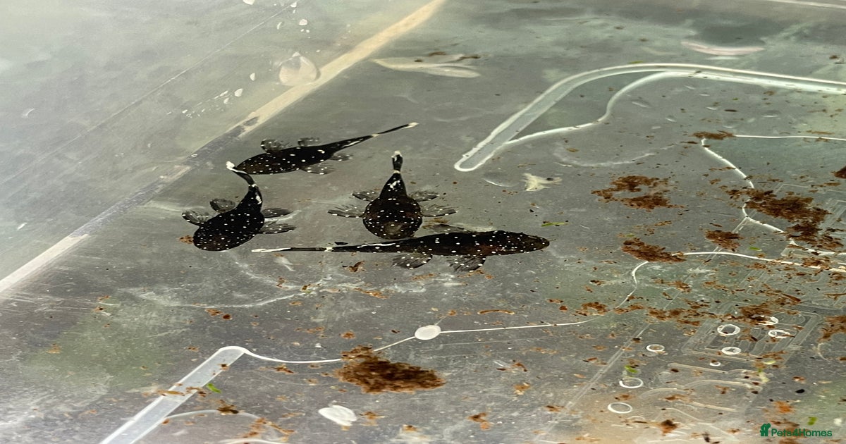 Rare l183 starlight pleco for sale in Ipswich | Pets4Homes