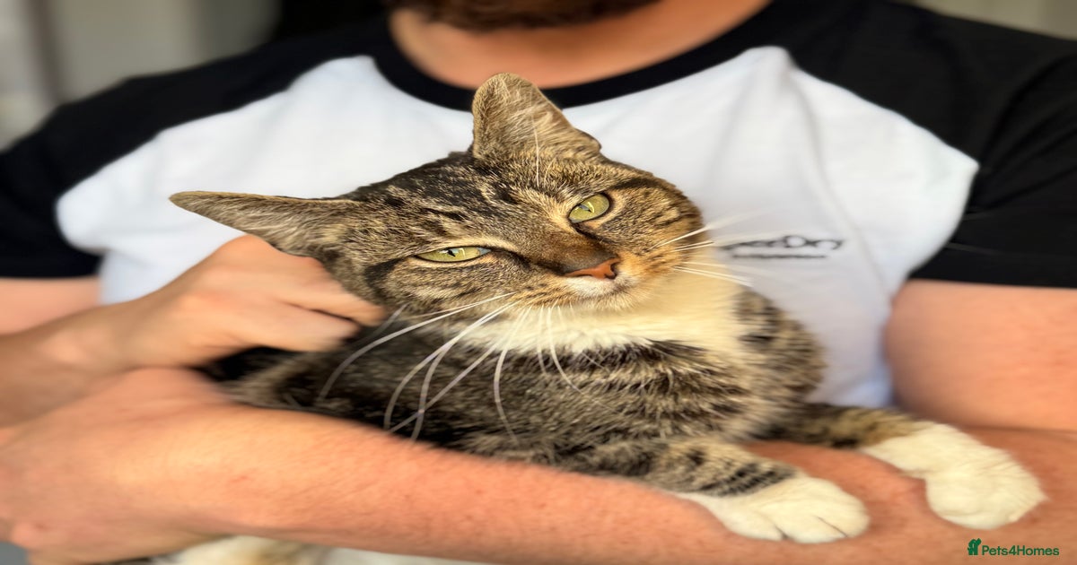 Young tabby looking for her forever home for sale in Swindon | Pets4Homes