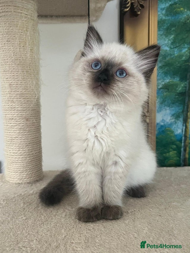 PURE BREED RAGDOLLS 2 LEFT! for sale in Mansfield | Pets4Homes