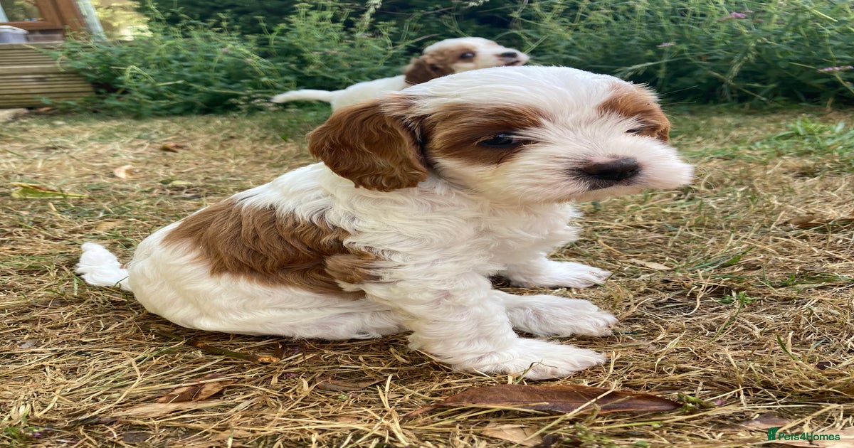 8 week old Cavapoo girl for sale in Salisbury | Pets4Homes
