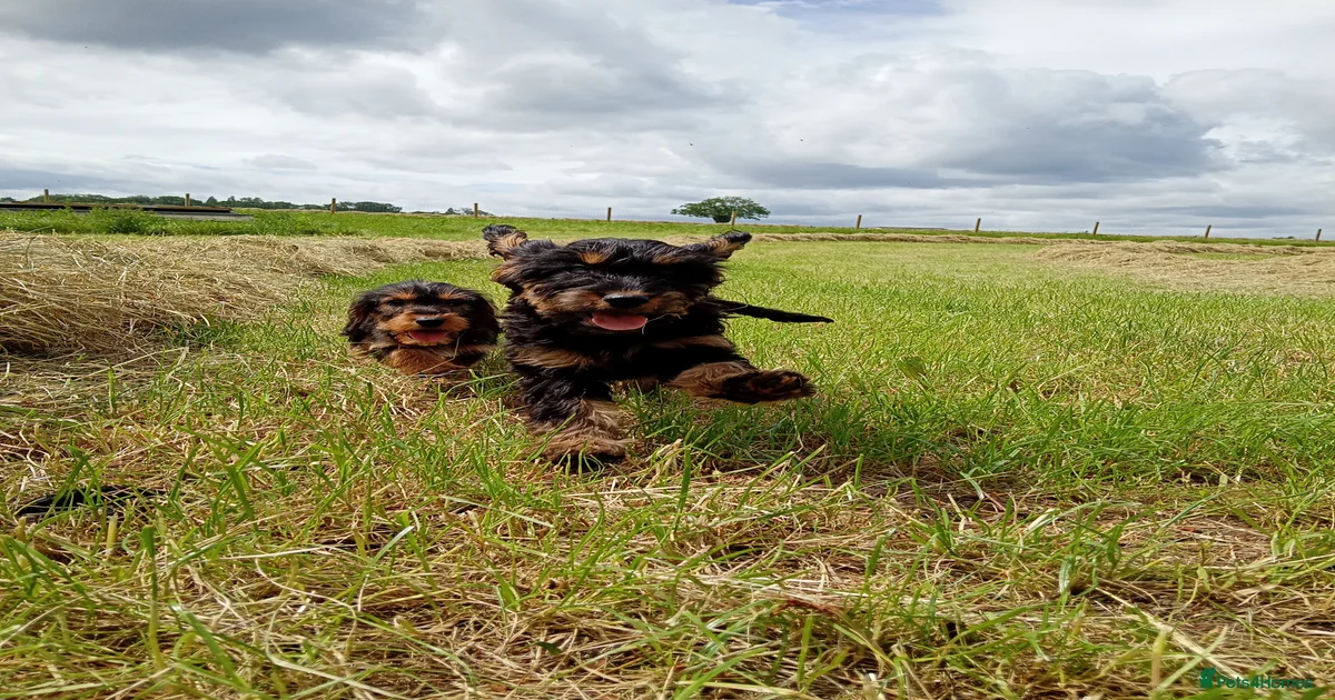 Mixed breed Puppies for sale | Pets4Homes