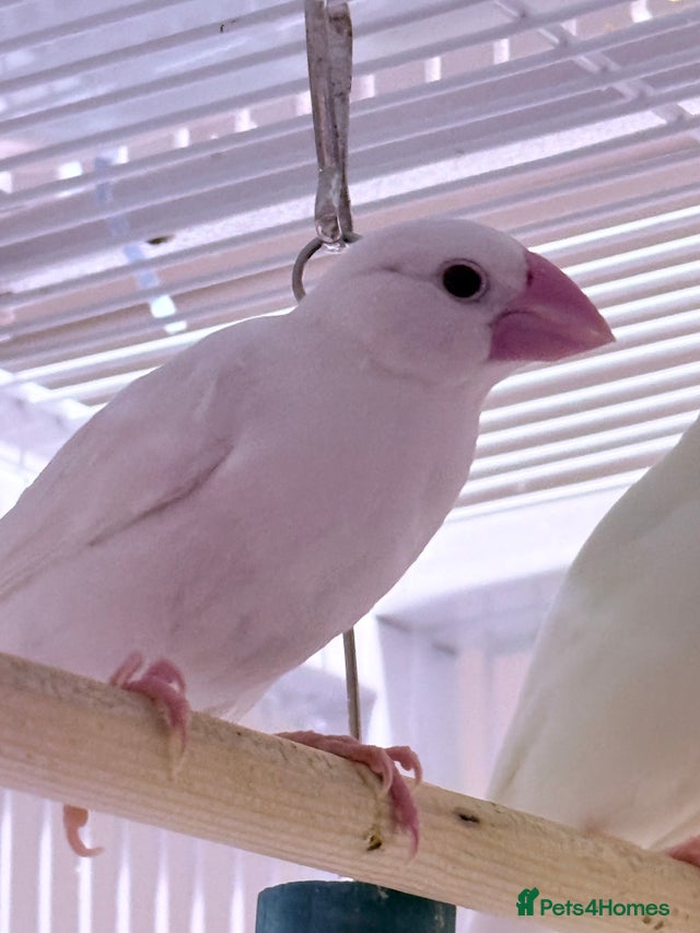 White female Java sparrow in Runcorn for sale in Runcorn | Pets4Homes