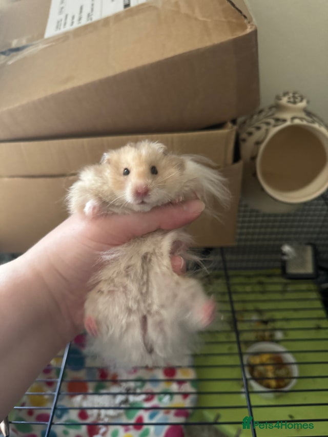Tame Pedigree HAMSTER SALE - ethically bred for sale in Littlehampton ...