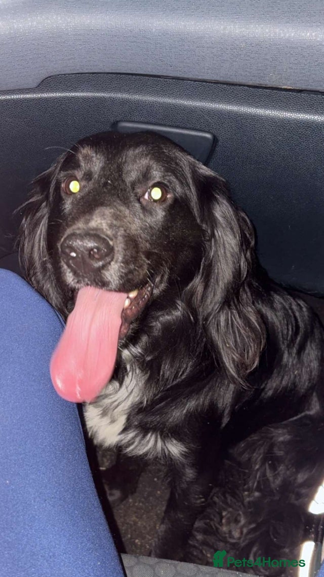 Reggie for sale in Rainham | Pets4Homes