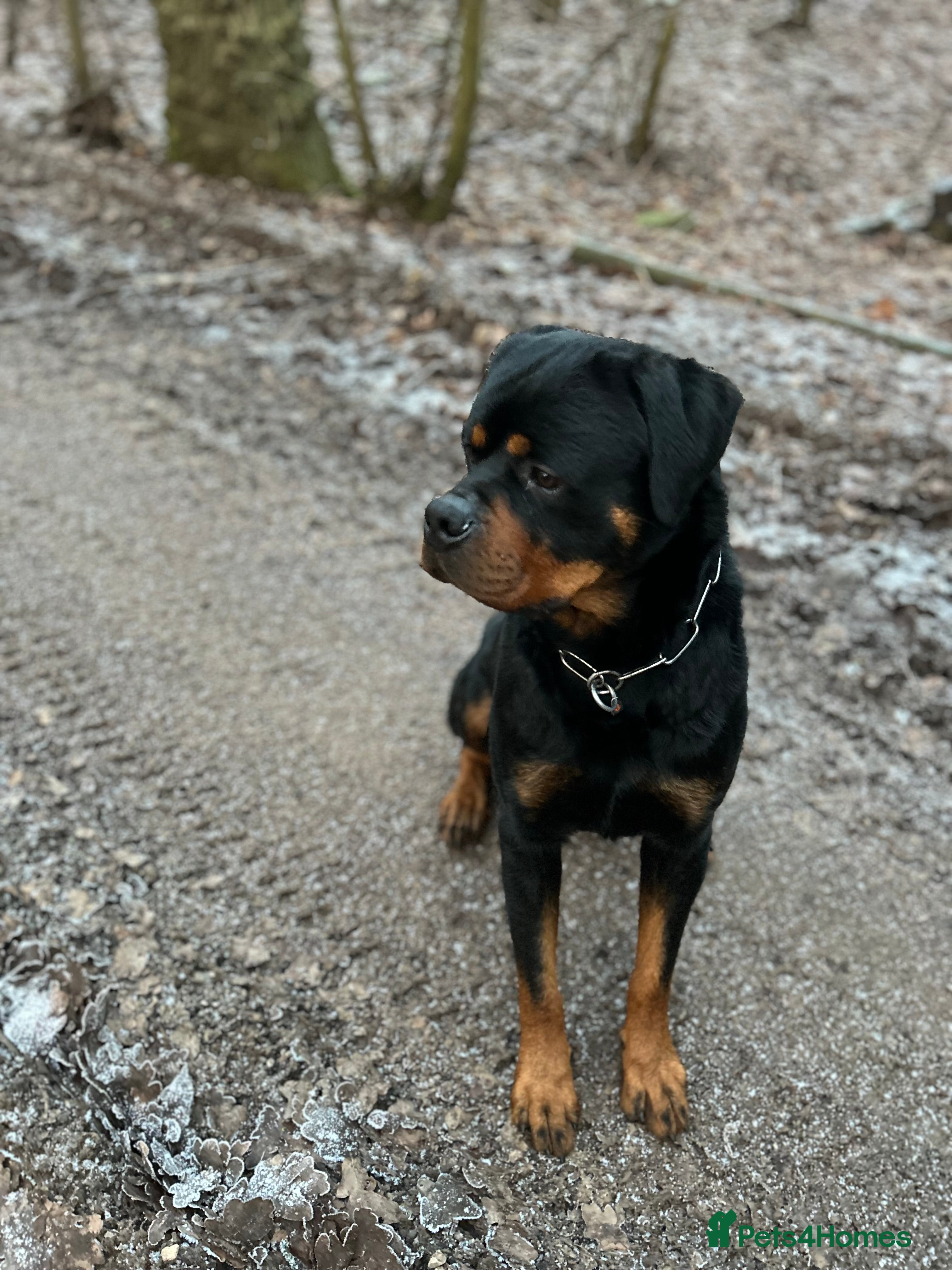 Male Rottweiler 4 years old for sale in Stafford | Pets4Homes
