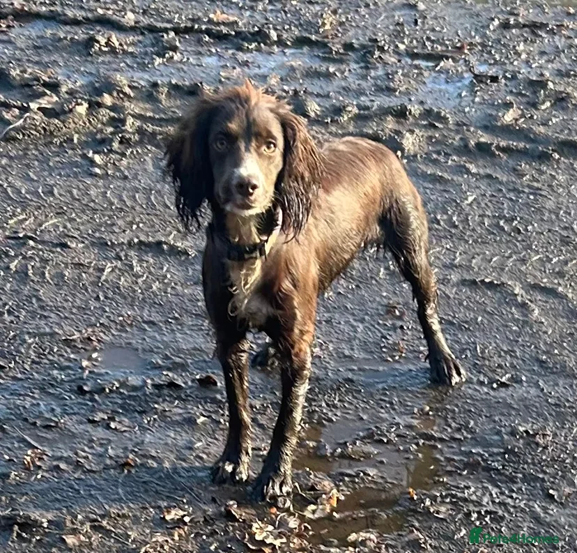 Stunning cocker spaniel for sale in Solihull | Pets4Homes