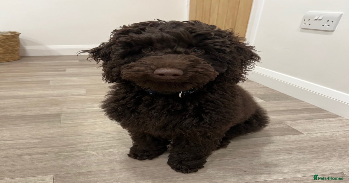 F1b Chocolate Proven Cockapoo Stud Extensive DNA for stud in Derby ...