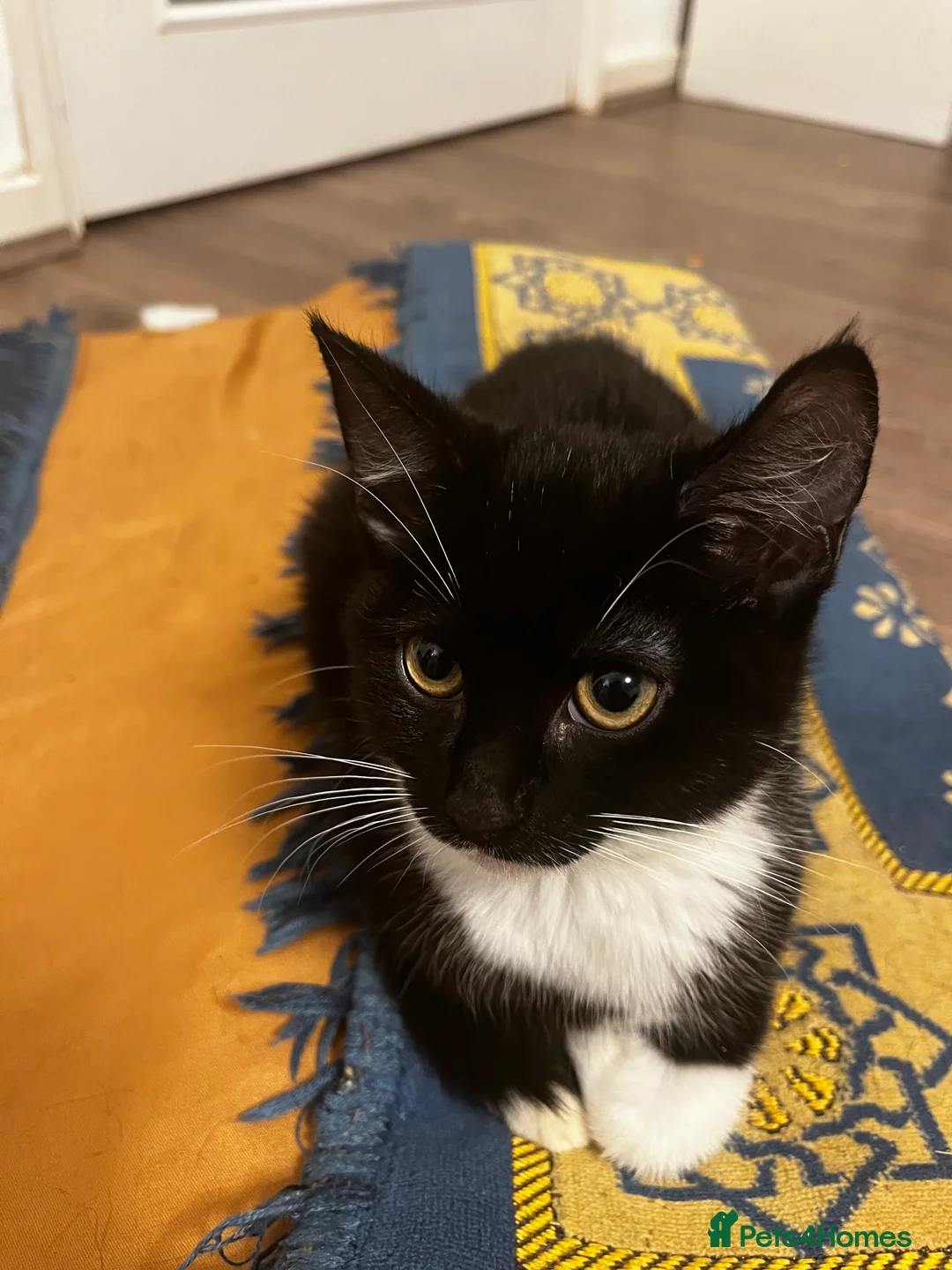 4 month old tuxedo kittens for sale in Sutton | Pets4Homes