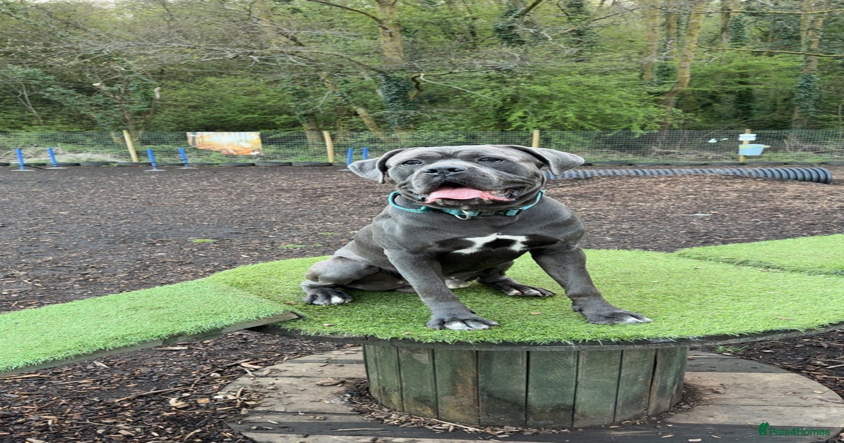 Proven Pedigree Blue Cane Corso for stud for stud in Caerphilly ...