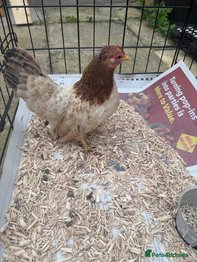 POL Serama hen and rooster for sale in Barking | Pets4Homes