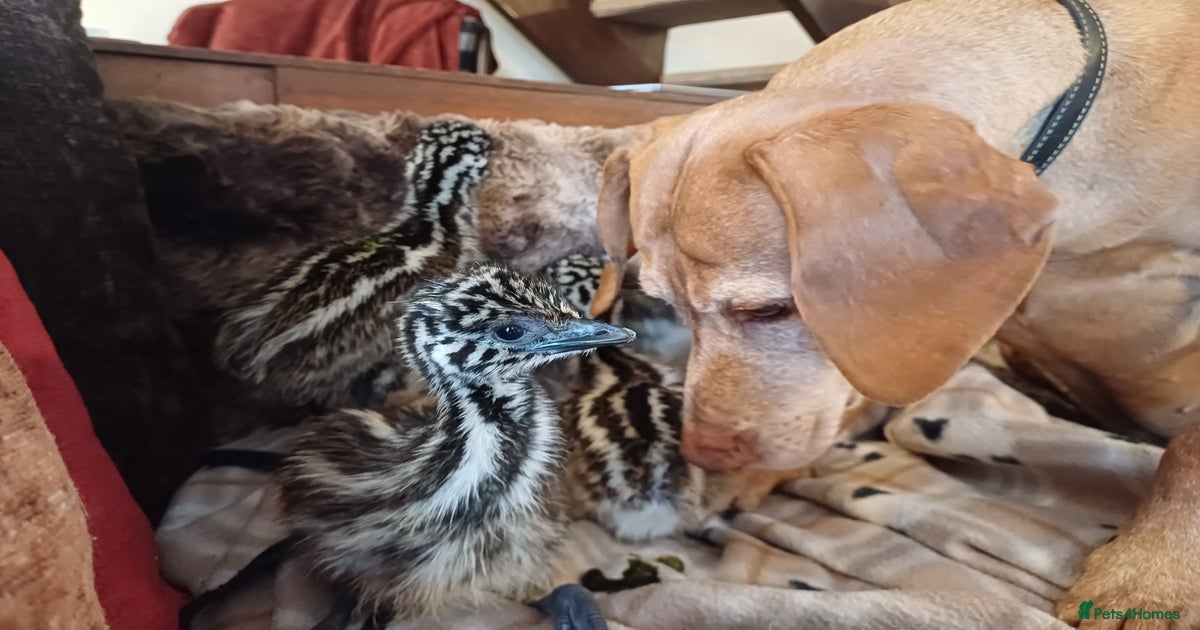 Gorgeous Emu Chicks for sale in Buxton | Pets4Homes