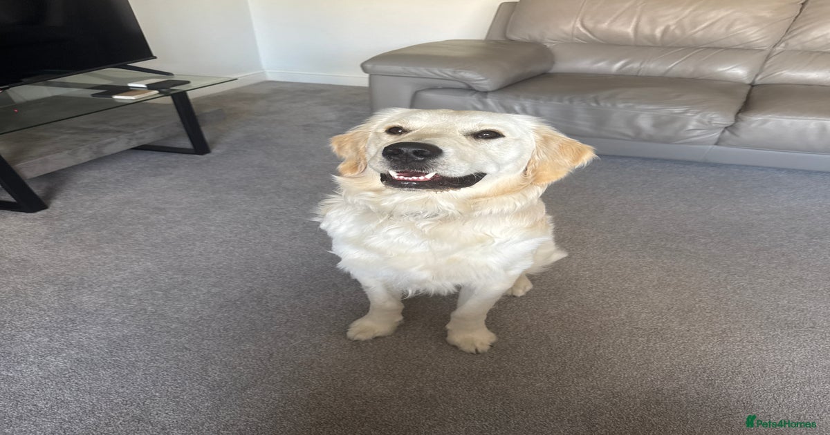 KC Pedigree Snow White Golden Retriever for stud in Kingswinford ...