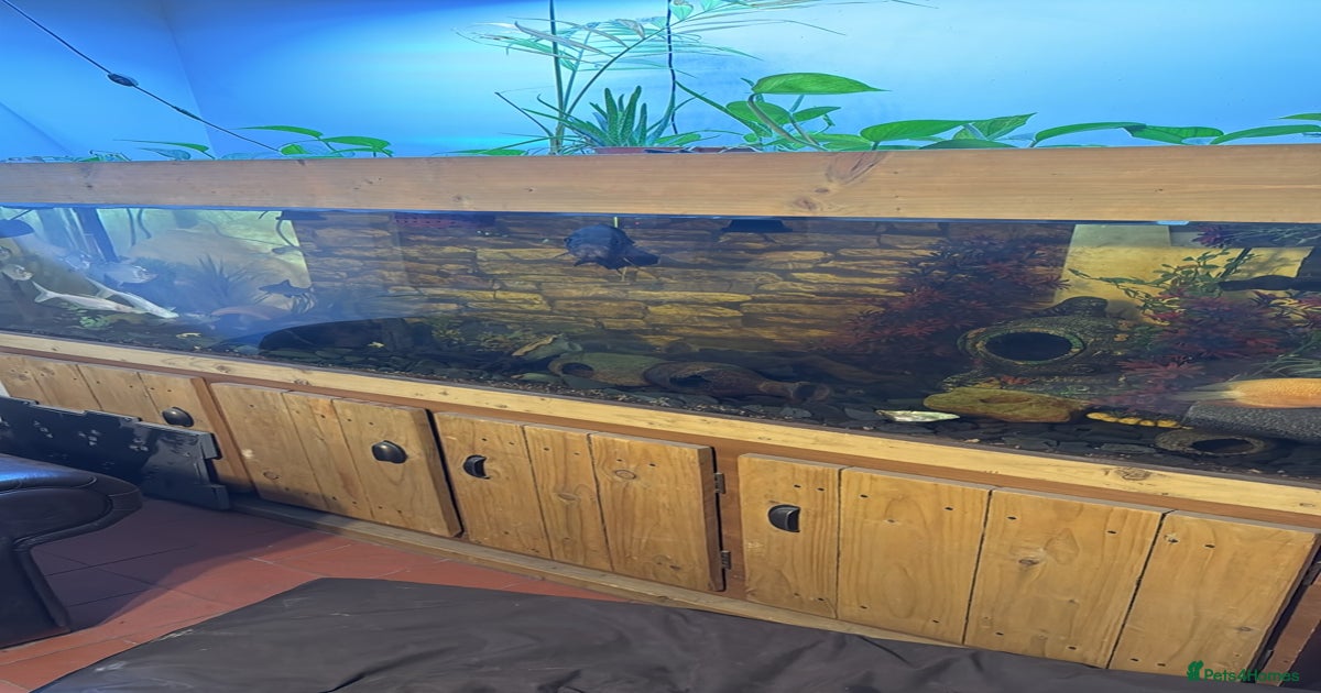 Full fish tank set up (800l) for sale in Llanbrynmair | Pets4Homes
