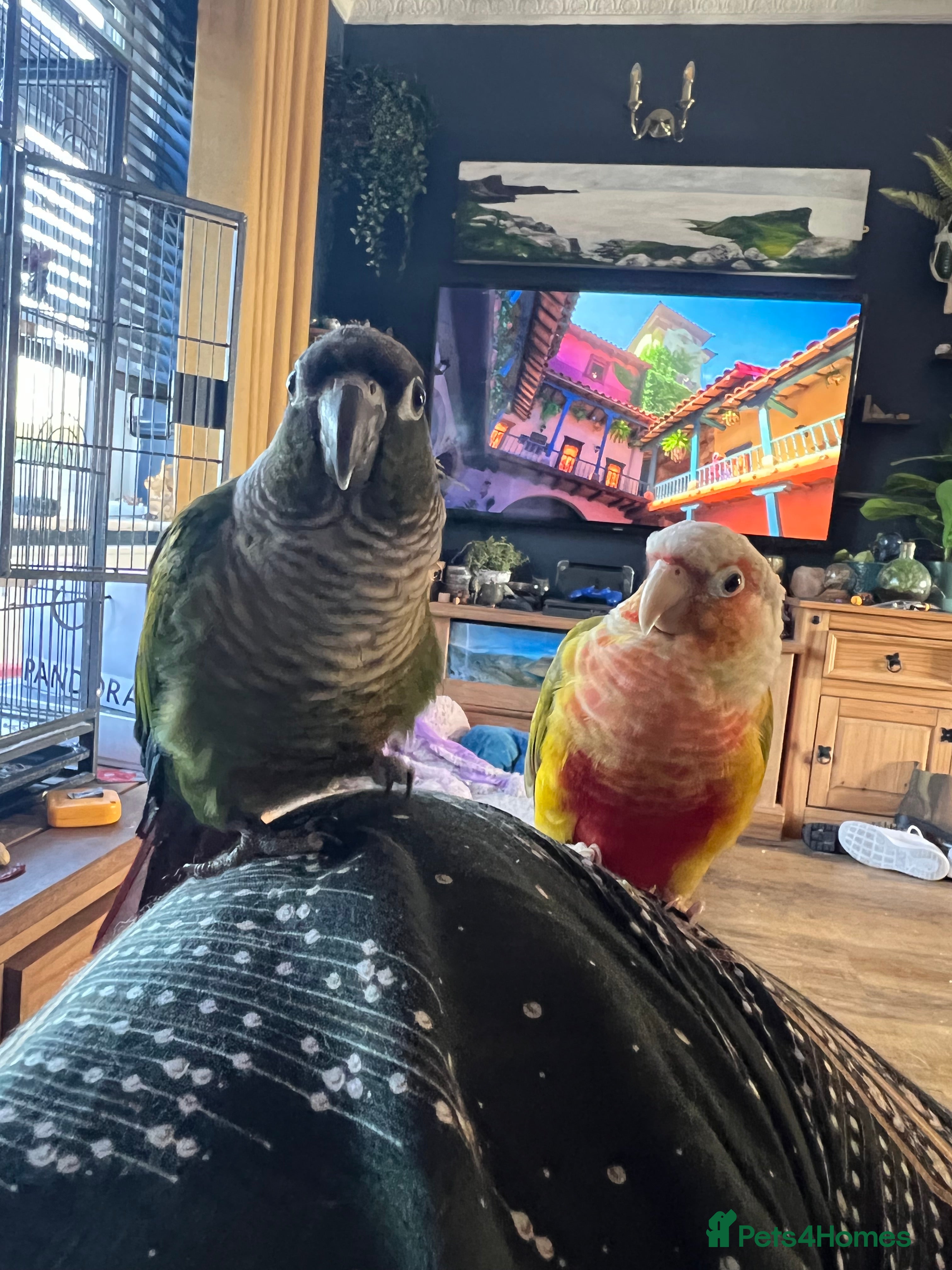 Hand Reared Conures Bonded Pair for sale in Atherstone | Pets4Homes