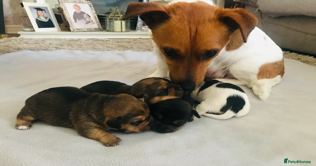 Jack Russel Terrier Puppies for sale in Macclesfield, Cheshire East ...