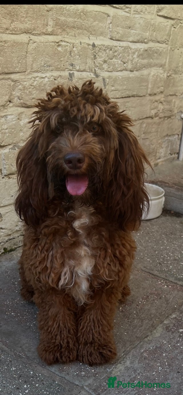 F2 Cockapoo for sale for sale in Littlehampton | Pets4Homes