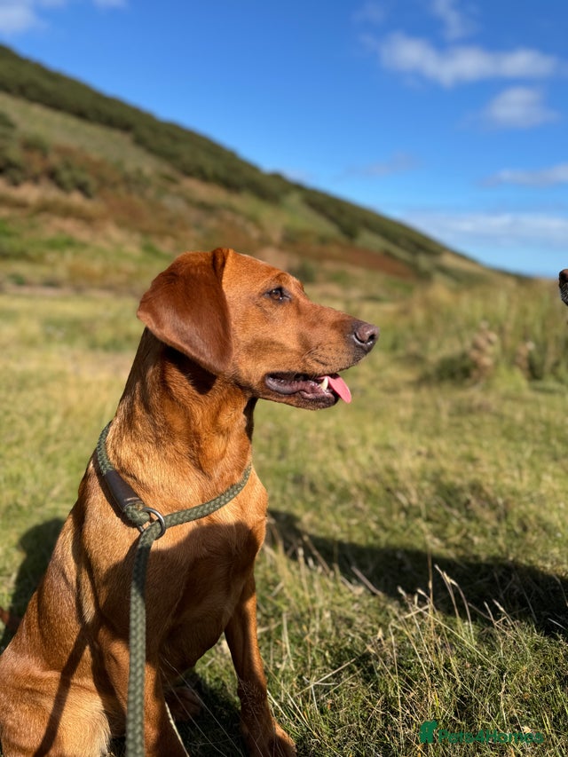 🐾 KC Registered Black Labrador Puppies 🐾 for sale in Tranent | Pets4Homes