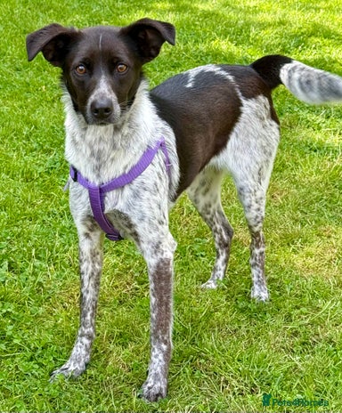Free Dogs for adoption | Pets4Homes