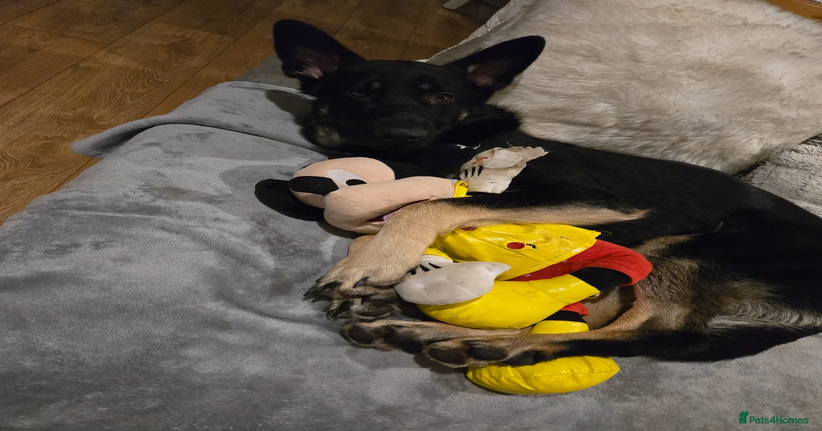 Male 1year old old German Sheppard for sale in Swindon | Pets4Homes