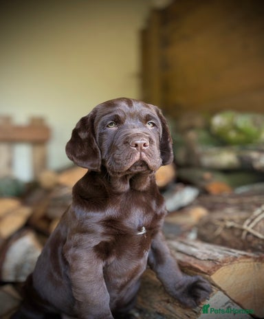 Cockador Puppies for sale | Pets4Homes