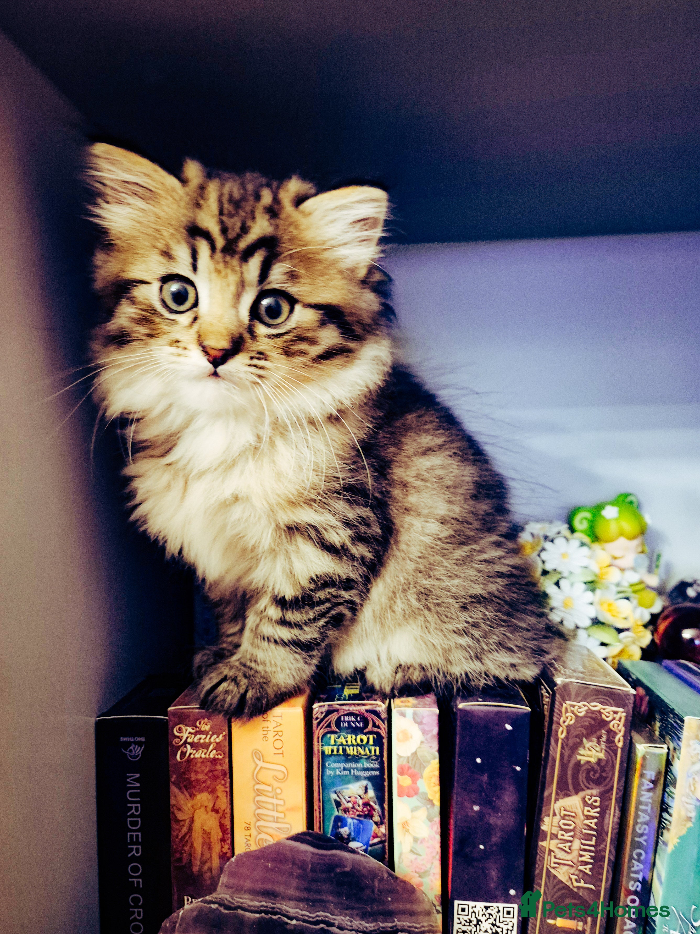 Persian and Siamese mixed kittens for sale in Skelmersdale | Pets4Homes