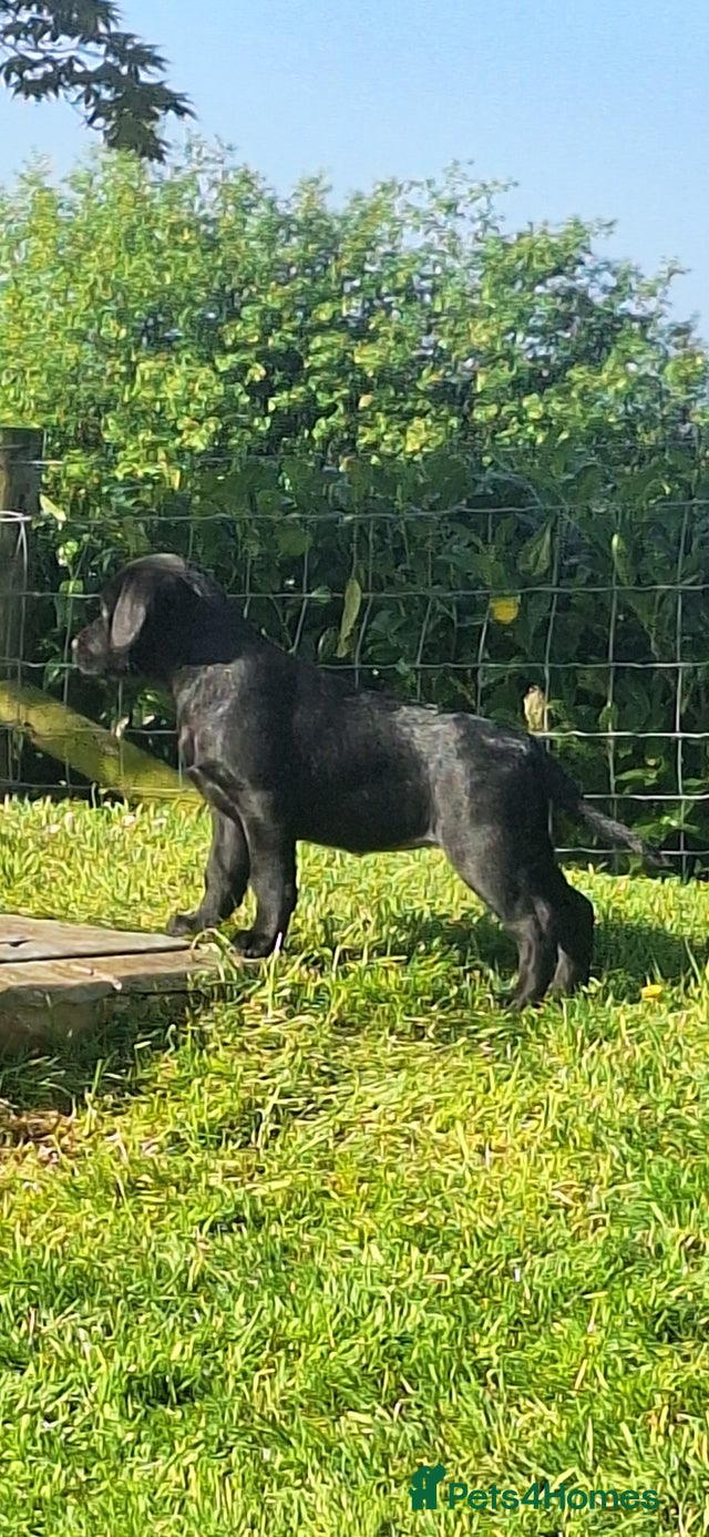 2 well put together playful labrador puppies for sale in Llandrindod ...
