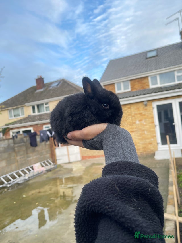 Mini lion lop rabbits for sale in Luton | Pets4Homes