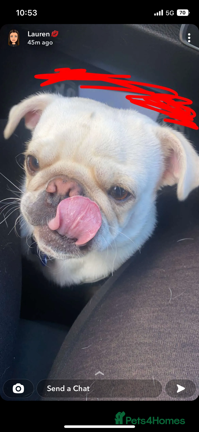 Pablo the pug for sale in Darlington | Pets4Homes