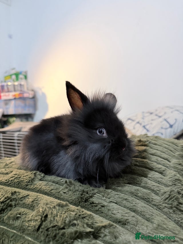 Cute Lionhead baby bunnies-VERY FRIENDLY for sale in Coventry | Pets4Homes