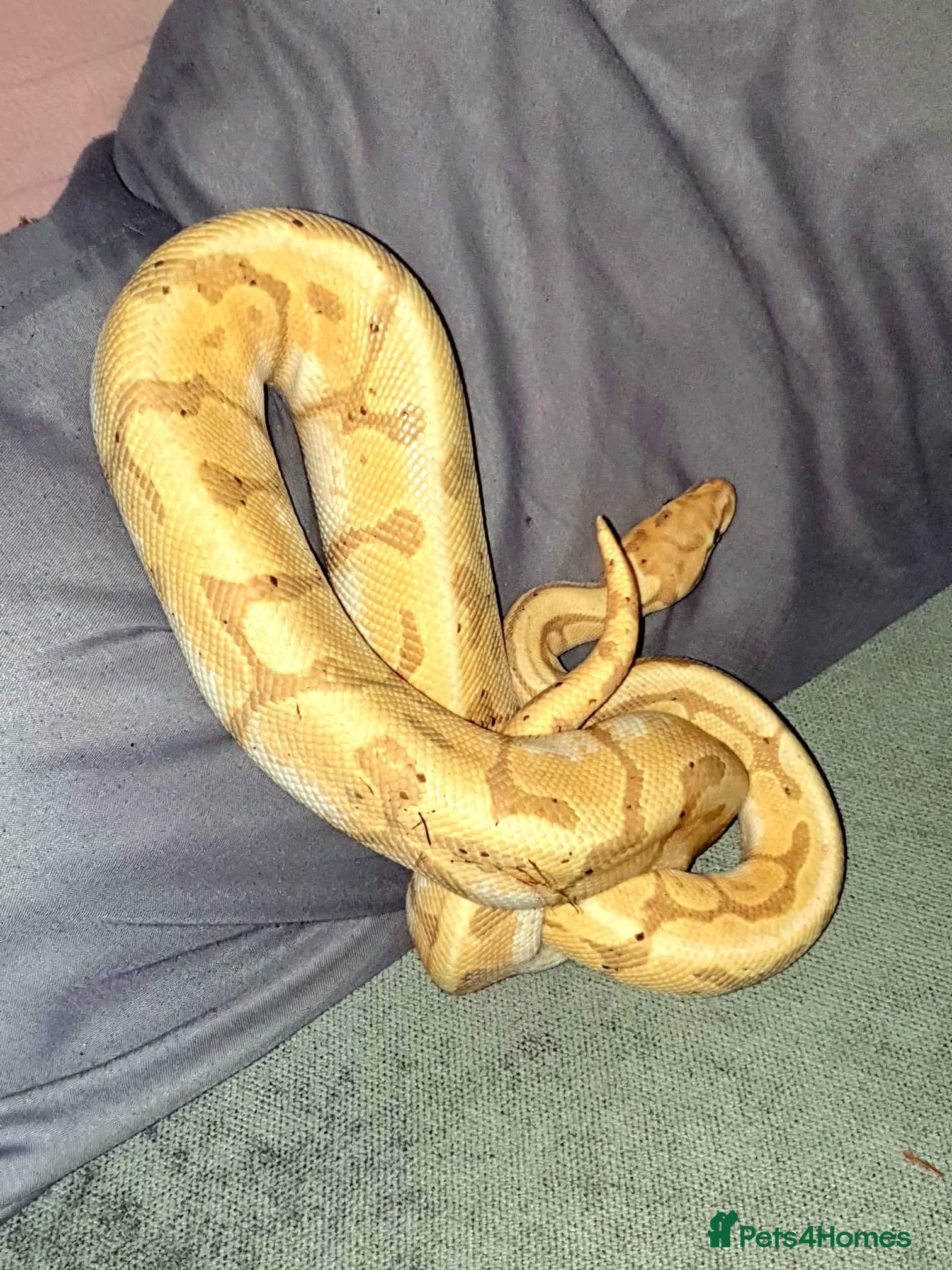 Royal python for sale in Reading | Pets4Homes