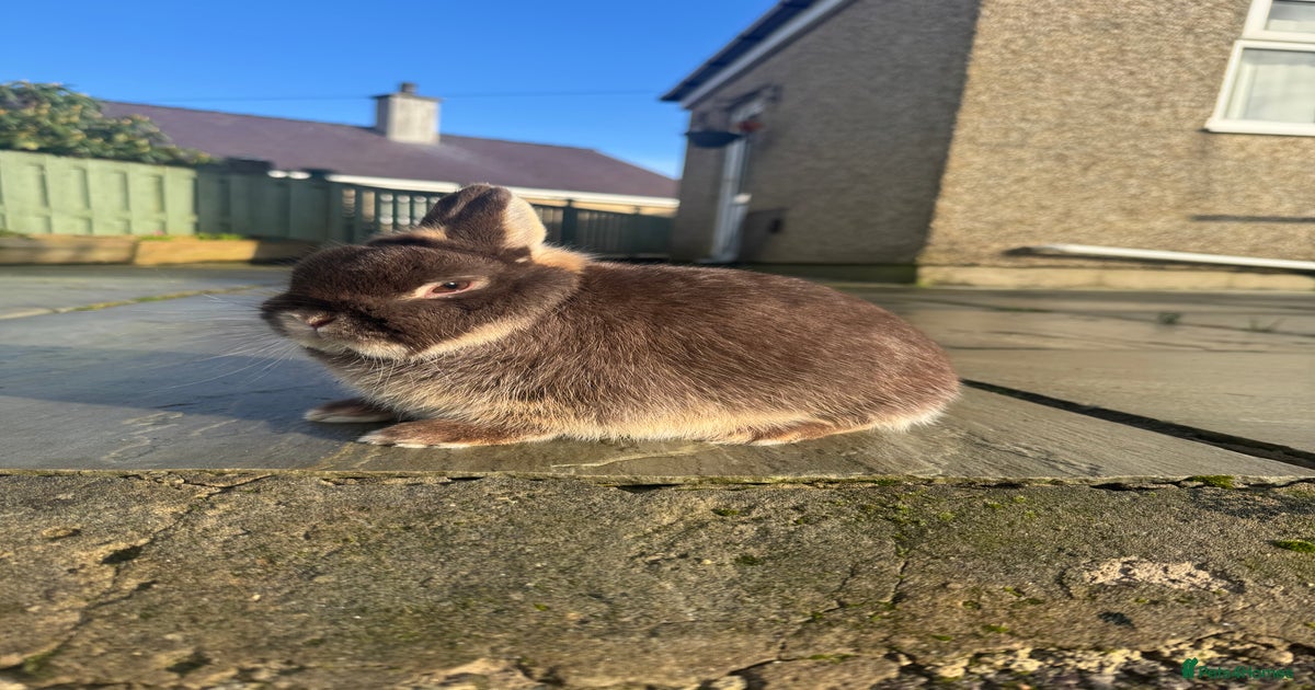 2 Netherland Dwarf for sale for sale in Caernarfon | Pets4Homes
