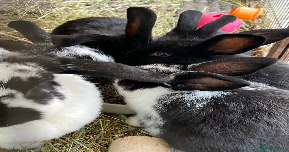 Baby rabbits for sale in Cambridge | Pets4Homes