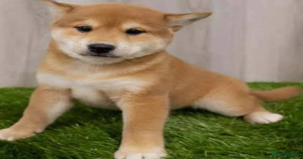 L háve shiba inú female for sale in Sheffield | Pets4Homes