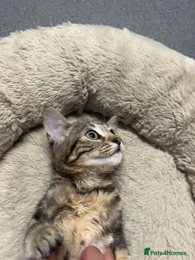 Beautiful 12 week old Girl kitten for sale for sale in Halifax | Pets4Homes